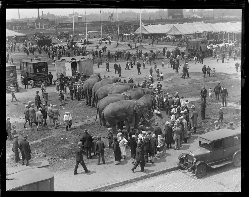 Elephants at the circus grounds, Boston - Digital Commonwealth