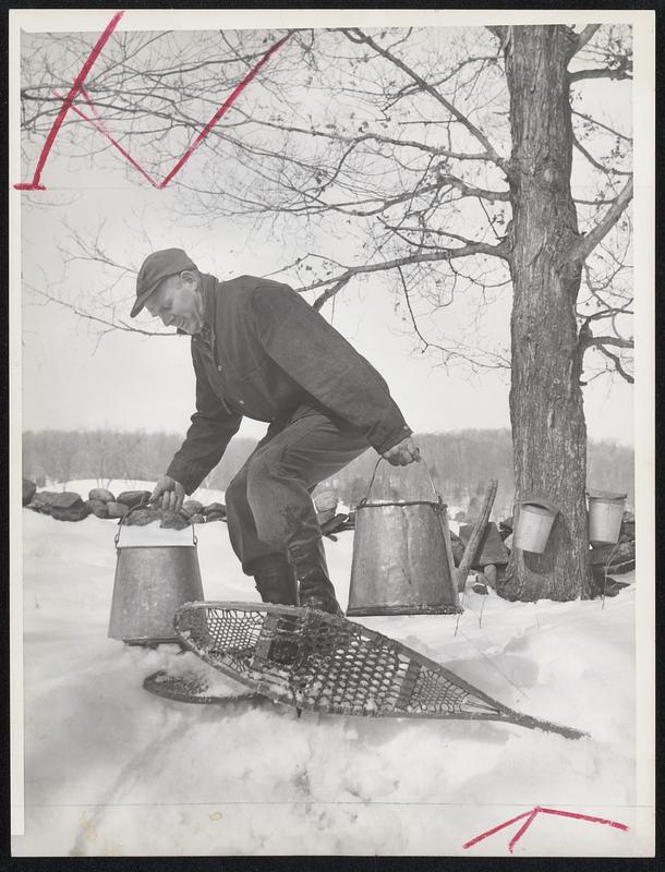 When Sap's running, Spring is not far away. Deep snow makes it ...