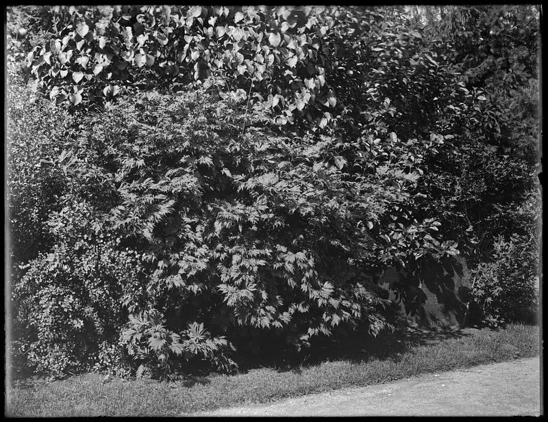 Acer polymorphum - Digital Commonwealth