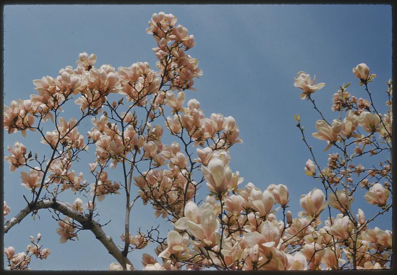 Flowering magnolia tree, Boston - Digital Commonwealth