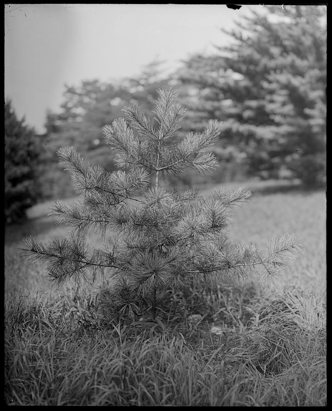 Pinus - Digital Commonwealth