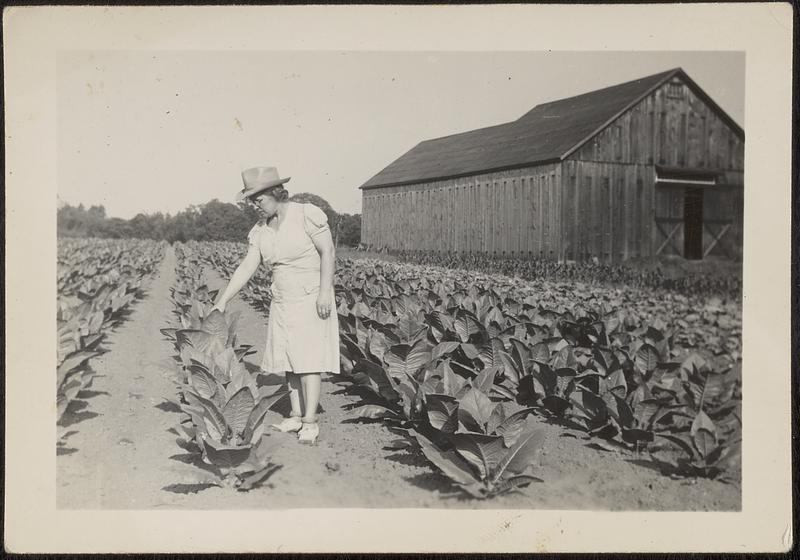 Holich farm - Digital Commonwealth