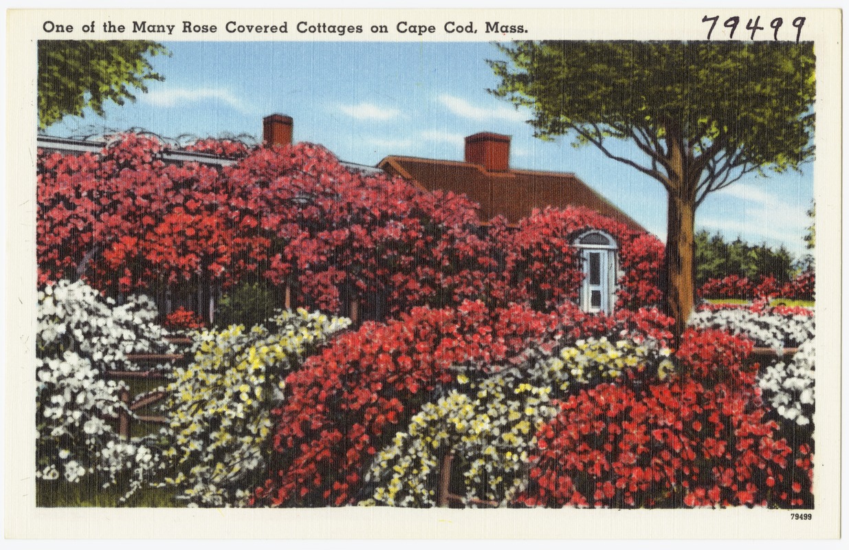 One of the many Rose covered cottages on Cape Cod, Mass. - Digital ...