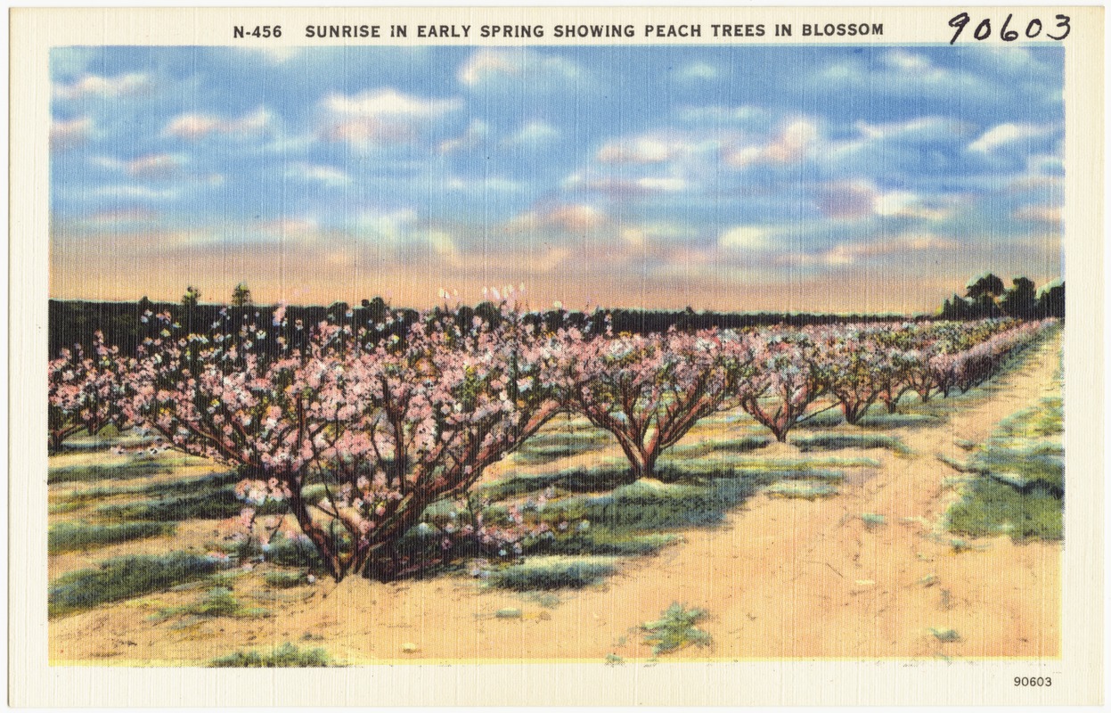 N-456. Sunrise in early spring showing peach trees in blossom - Digital Commonwealth