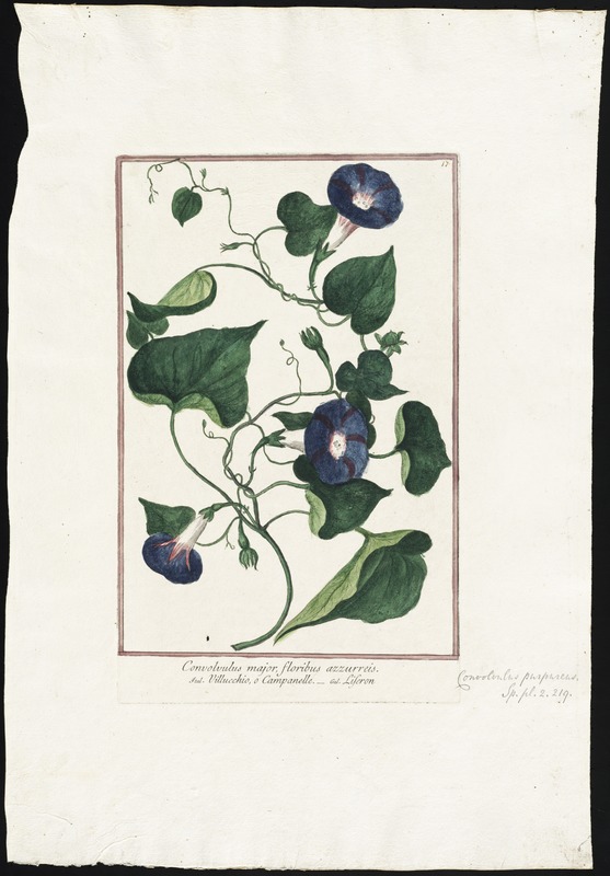 Convolvulus major - Digital Commonwealth