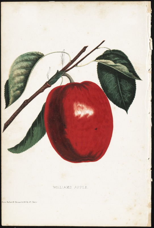 The Williams Apple - Digital Commonwealth