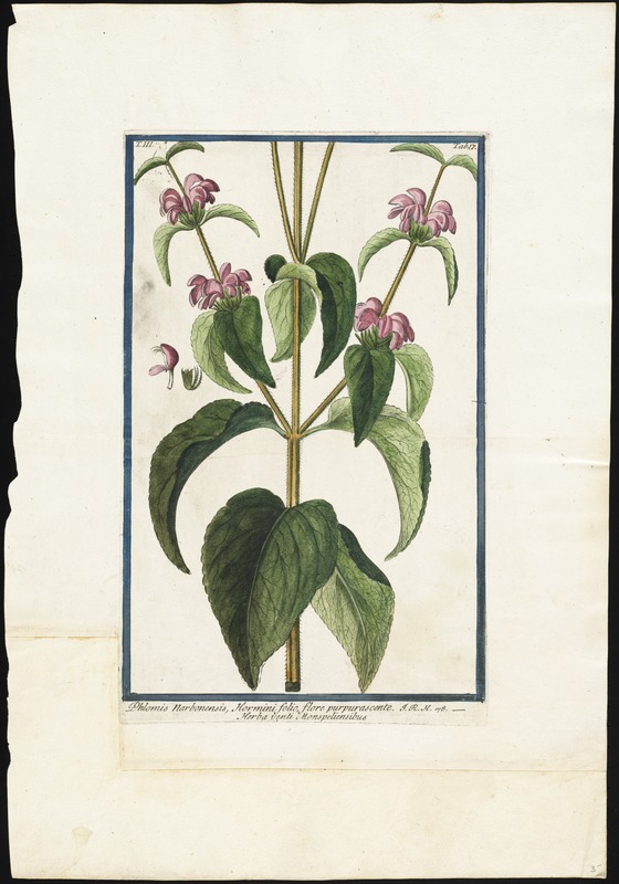 Phlomis Narbonensis - Digital Commonwealth