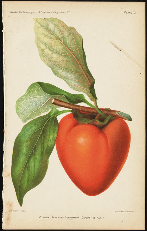 Costata. Japanese Persimmon (Diospyros Kaki) - Digital Commonwealth