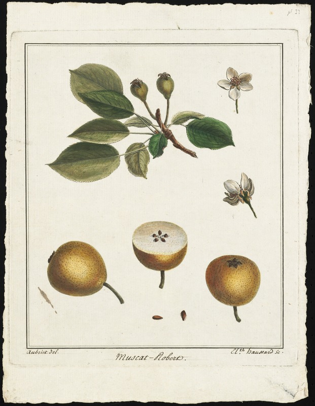 Muscat-Robert - Digital Commonwealth