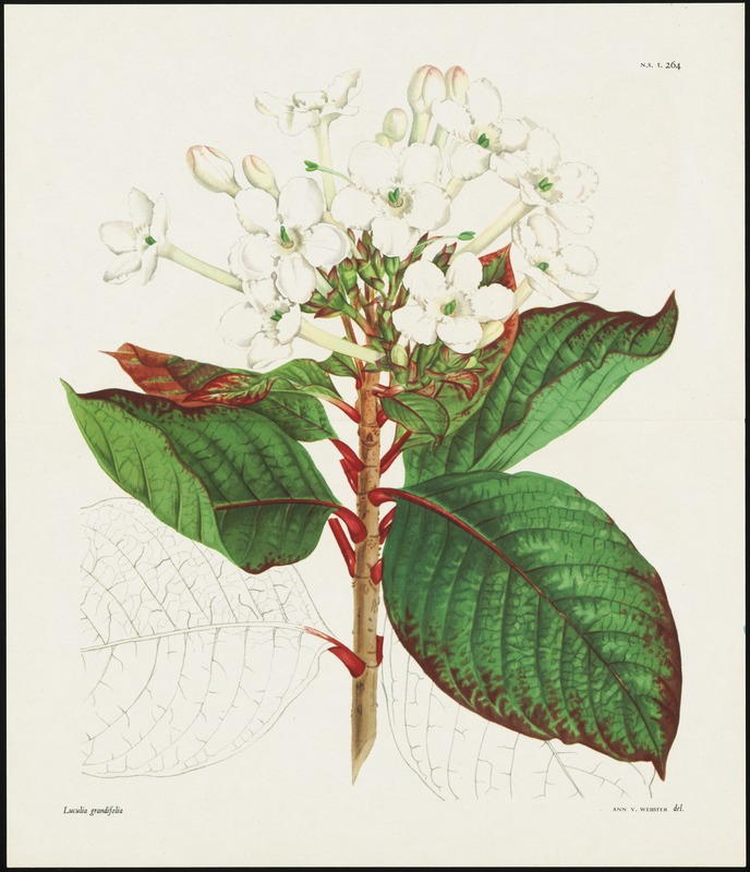 Luculia grandifolia - Digital Commonwealth