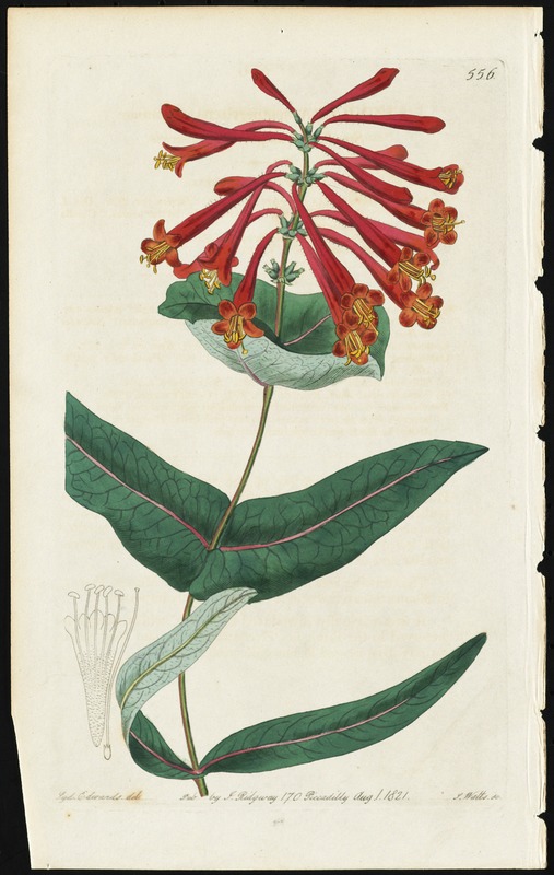 Camsis radicans - Digital Commonwealth