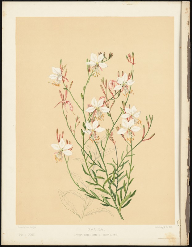 Gaura - Digital Commonwealth