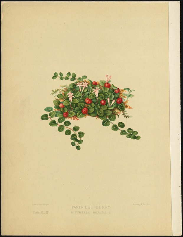 Partridge-berry - Digital Commonwealth