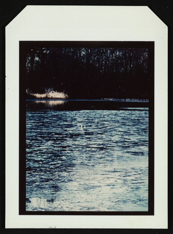 View of pond at Cutler Park - Digital Commonwealth