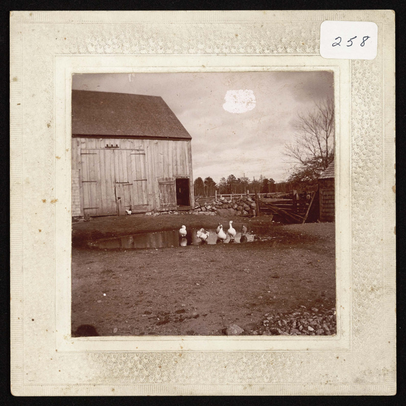Roberts Farm, 1895, barnyard - Digital Commonwealth