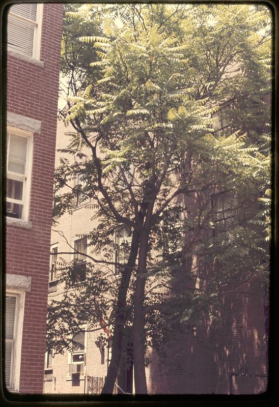 Dodd House North End Boston 190 Salem Street - Digital Commonwealth