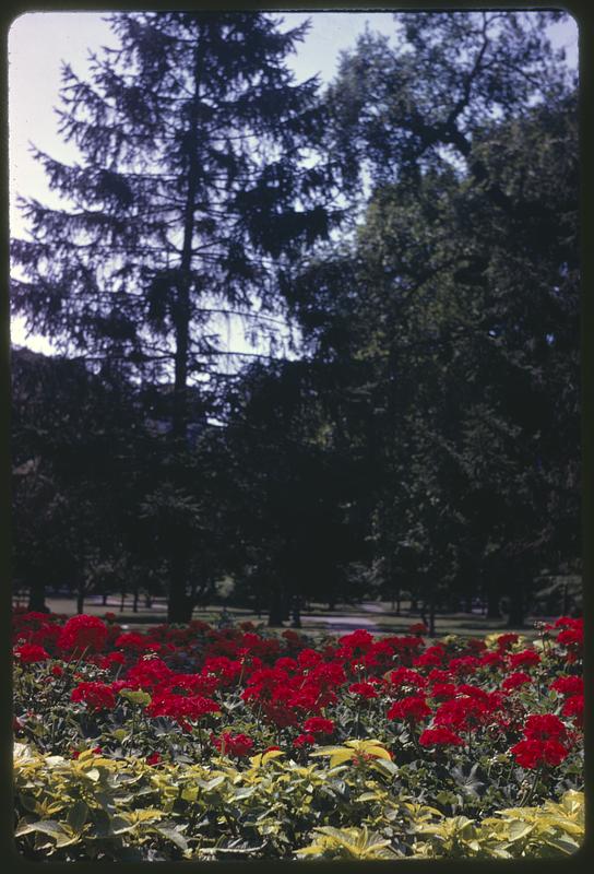 Red flowers, trees in background - Digital Commonwealth