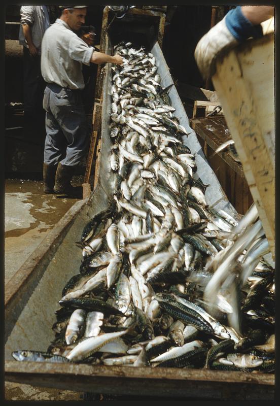 Piles of fish on chute - Digital Commonwealth
