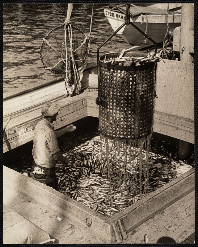 Maine. Unloading sardines at McKinley, Me. - Digital Commonwealth