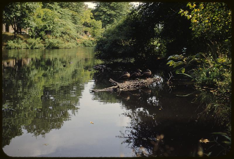 Ducks, Muddy River, Boston - Digital Commonwealth