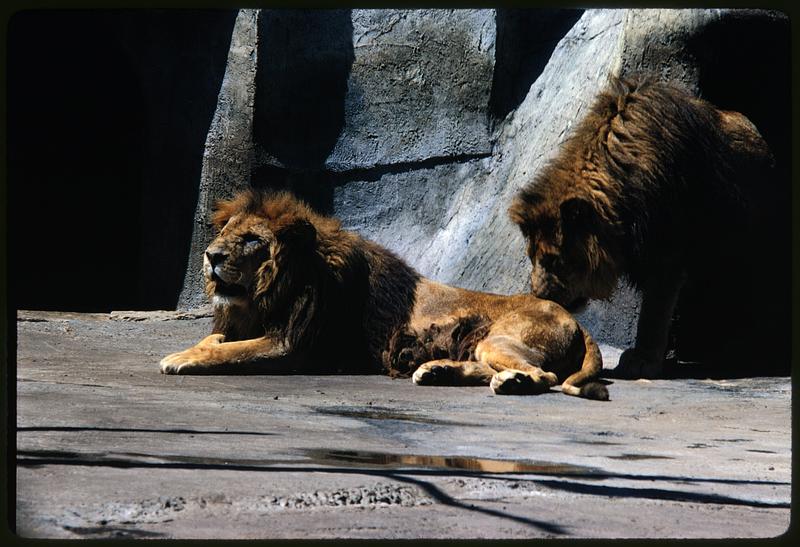 Two lions - Digital Commonwealth