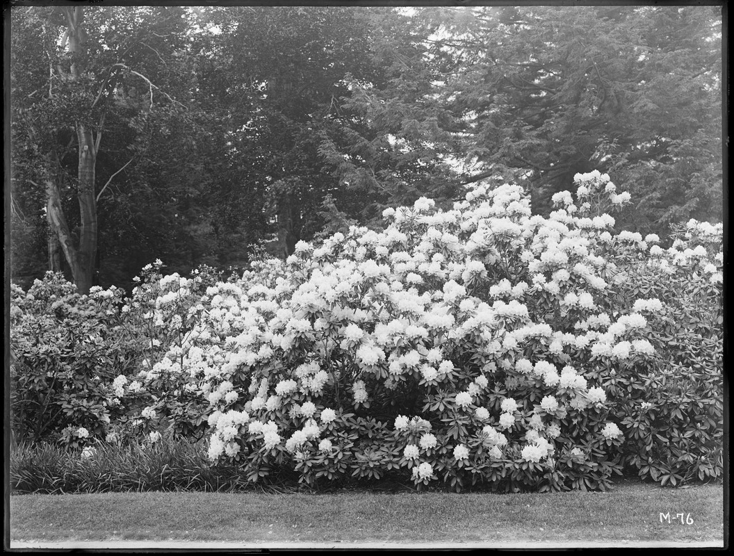 Rhododendron catawbiense album - Digital Commonwealth