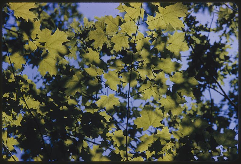 Maple leaves - Digital Commonwealth