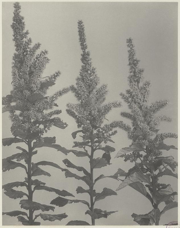 52. Spiraea tomentosa, hardhack, steeple-bush - Digital Commonwealth