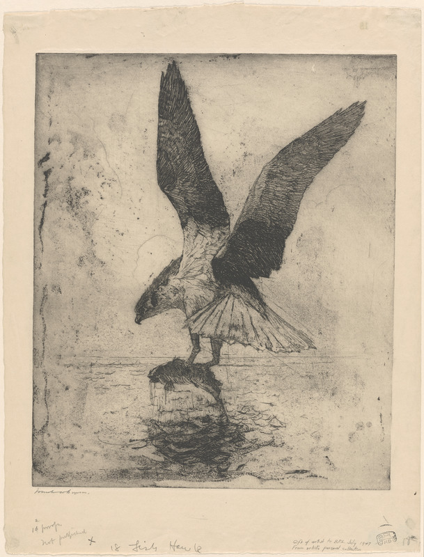 Fish hawk - Digital Commonwealth