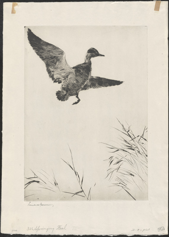 Springing teal - Digital Commonwealth