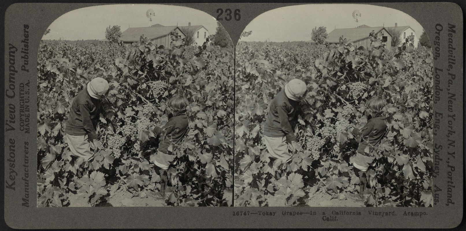 Tokay grapes in California vineyeard, Acampo, Calif. - Digital Commonwealth