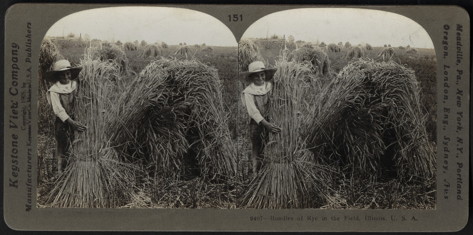 Bundles of rye in the field, Illinois - Digital Commonwealth