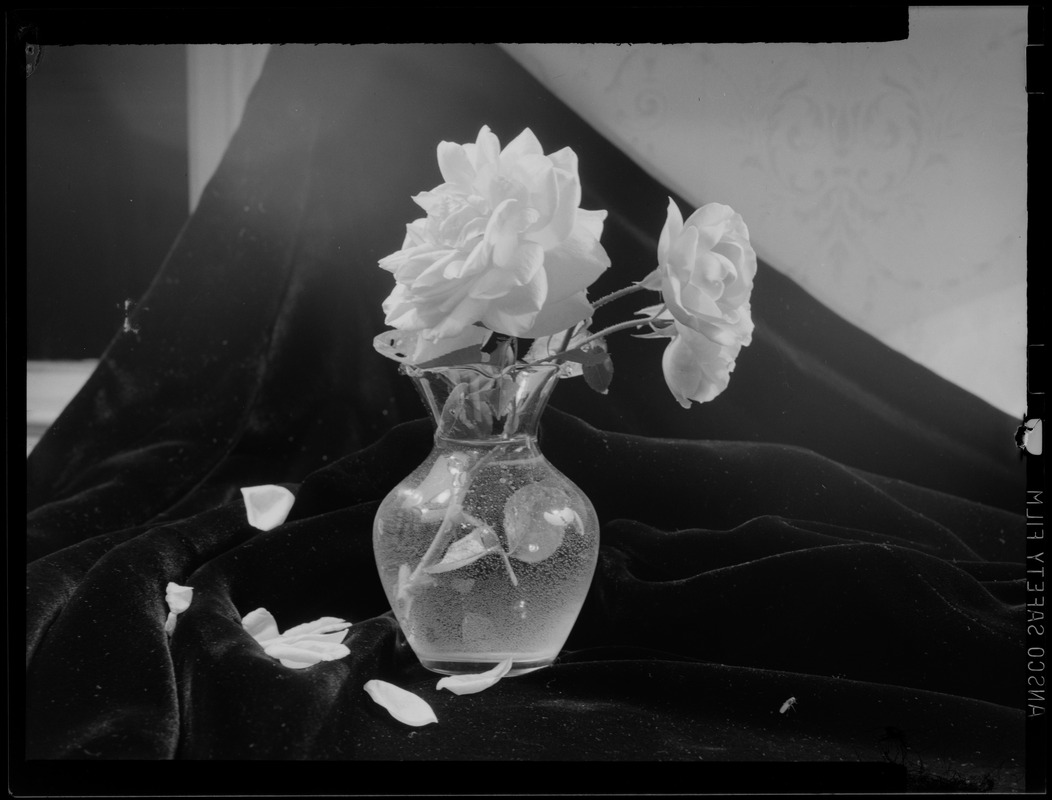 Thomas Broughton’s rose - Digital Commonwealth