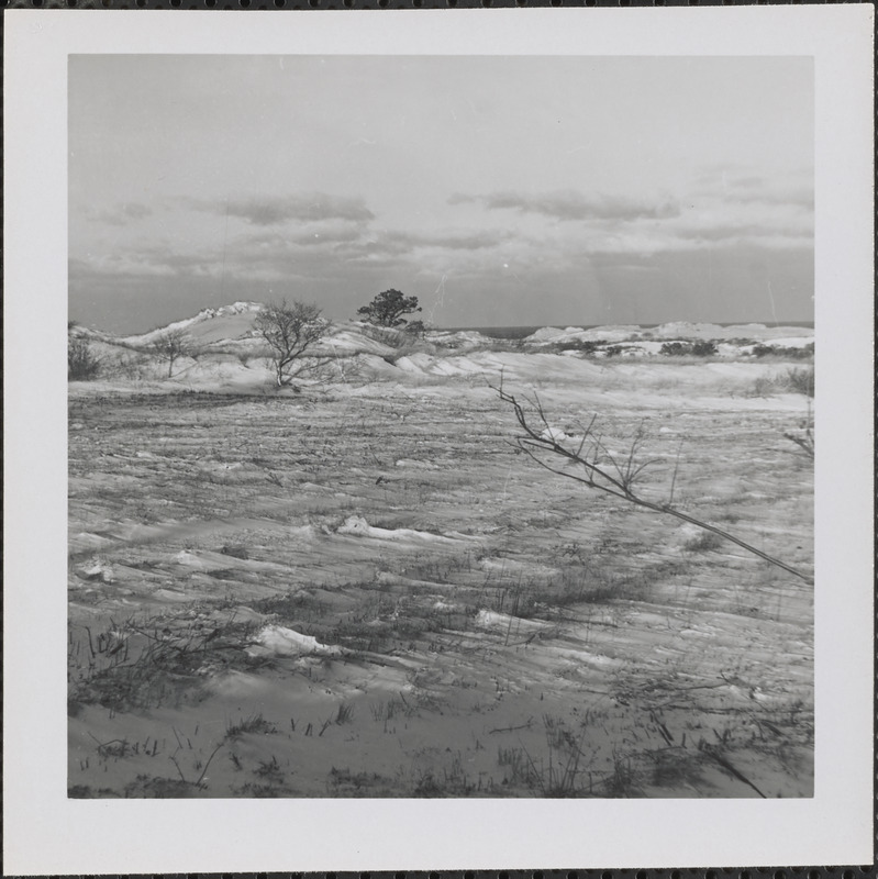 West Barnstable, sandy neck dunes, snow scenes - Digital Commonwealth