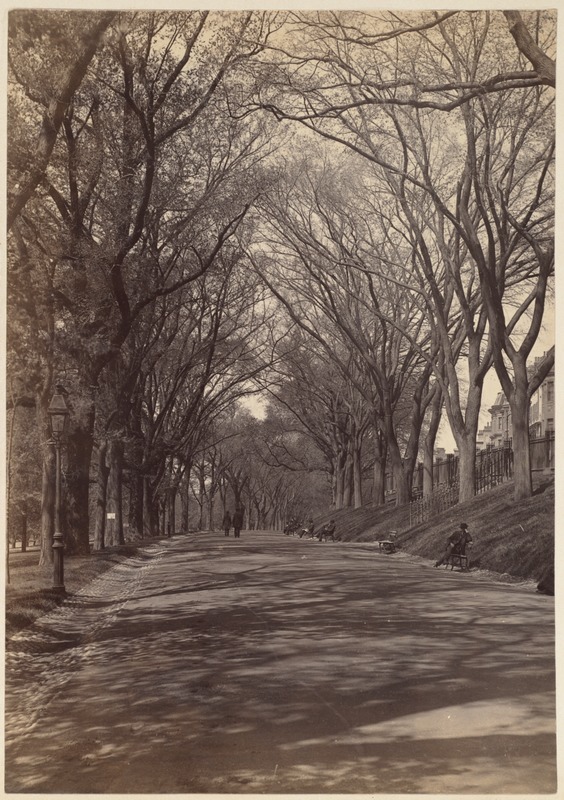 Boston Common (the mall along Beacon Street) - Digital Commonwealth