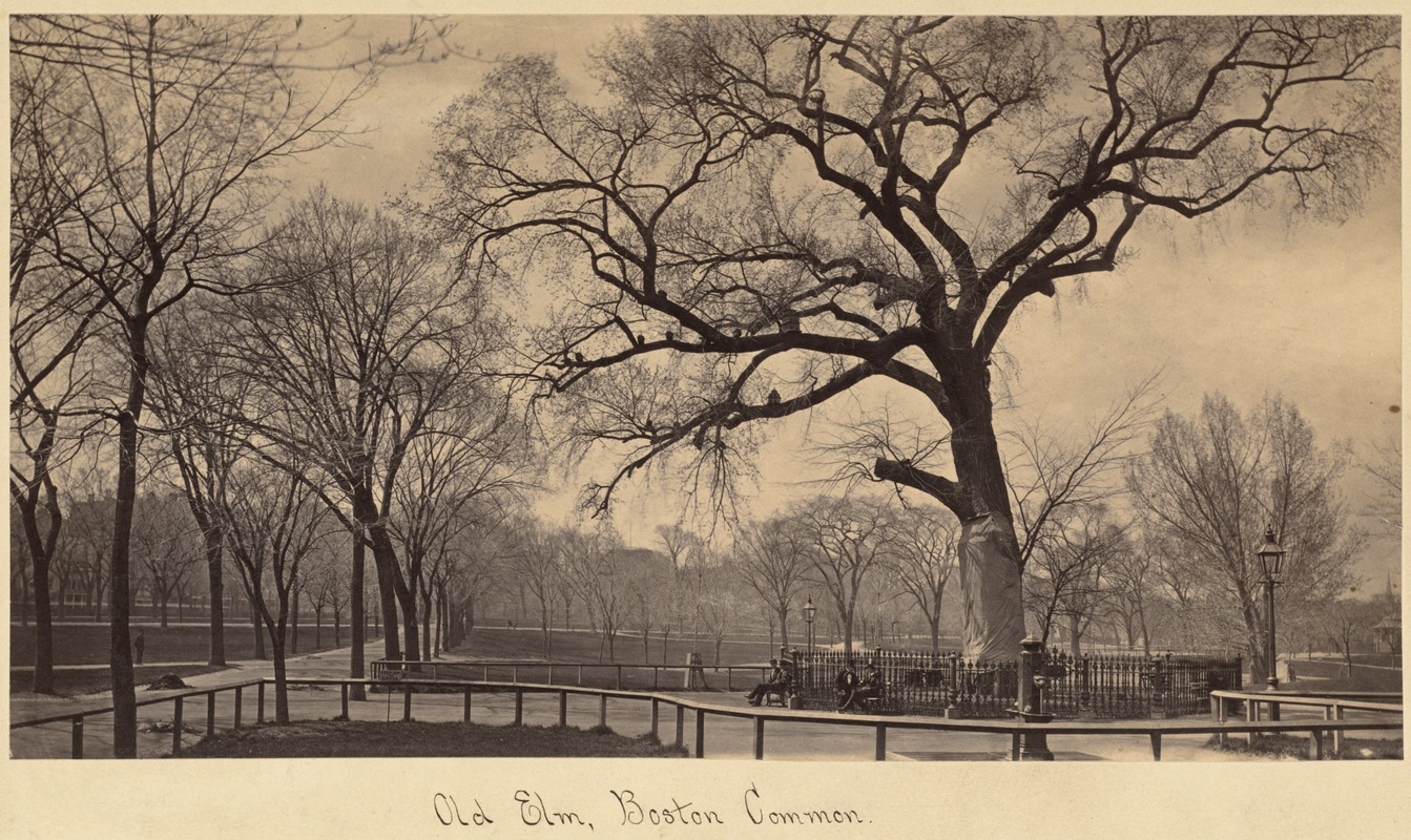 Old elm, Boston Common - Digital Commonwealth