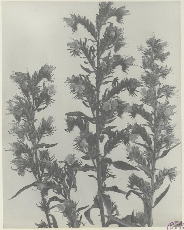 214. Echium vulgare, blue-weed, viper's bugloss - Digital Commonwealth