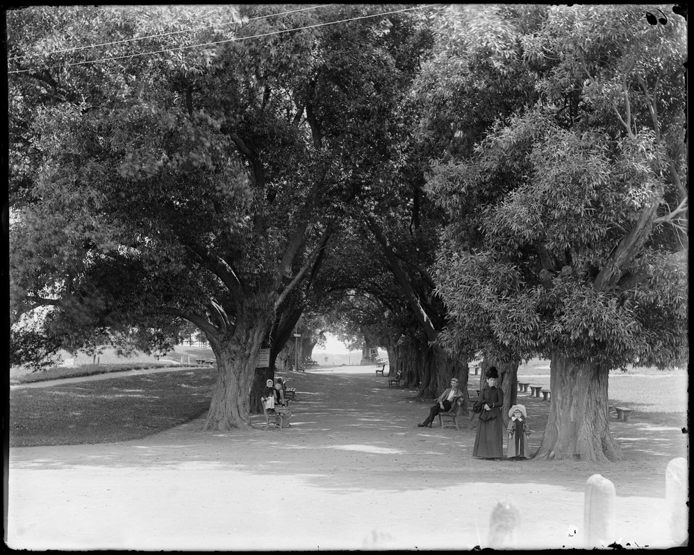 Salem, view, Salem Willows, willow trees, planted 1801 - Digital ...
