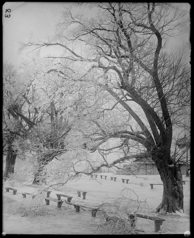 Salem, Willows, willow trees after sleet storm, views, 1891 - Digital ...