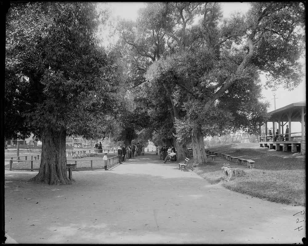 Salem, Salem Willows, views, willow trees planted in 1801 - Digital ...