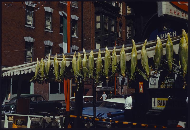 String of ears of corn - Digital Commonwealth