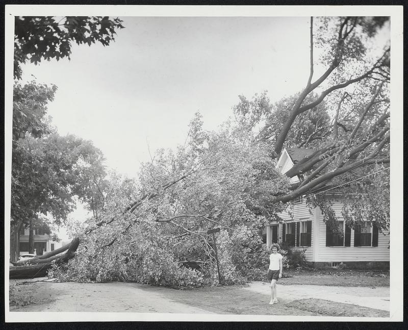 Last Bouquet - Long-armed trees toppled against roofs on Chestnut St ...