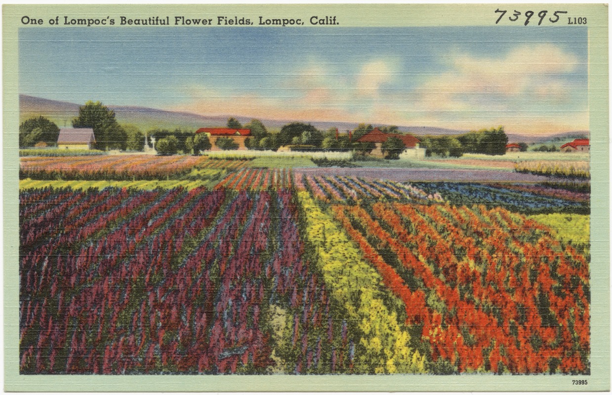 One of Lompoc's beautiful flower fields, Lompoc, Calif. - Digital ...
