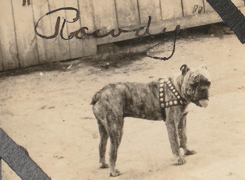 Dog "Rowdy" - Digital Commonwealth