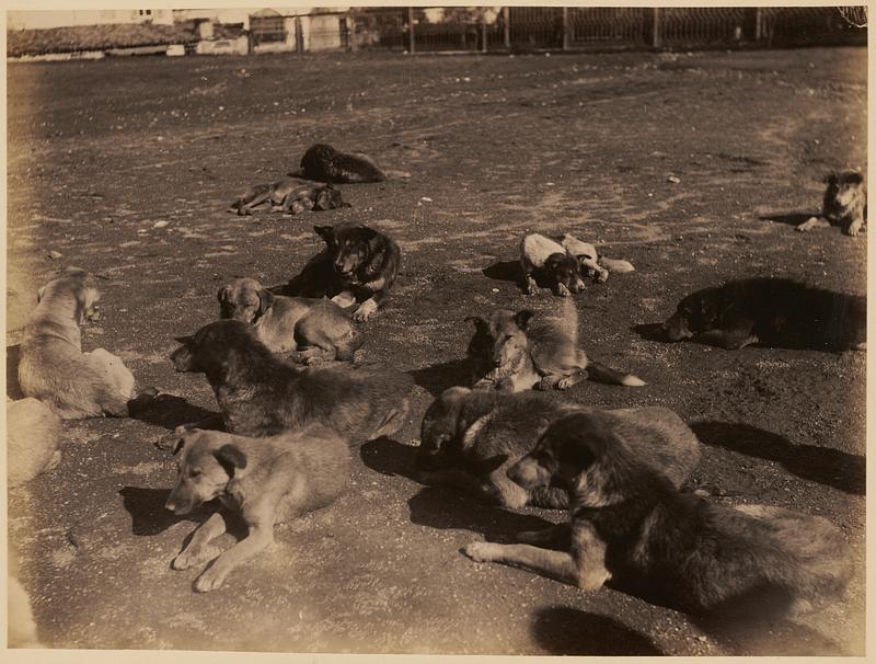 Constantinople dogs - Digital Commonwealth