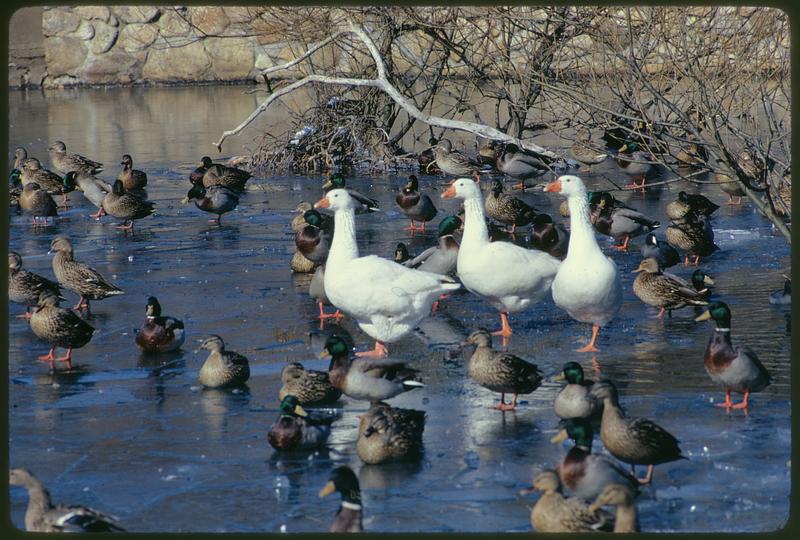 Sandwich, Mass. Birds winter in pollution-free millpond in Sandwich ...