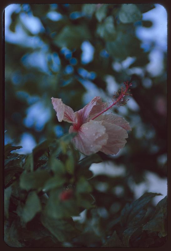 View of pink flower - Digital Commonwealth