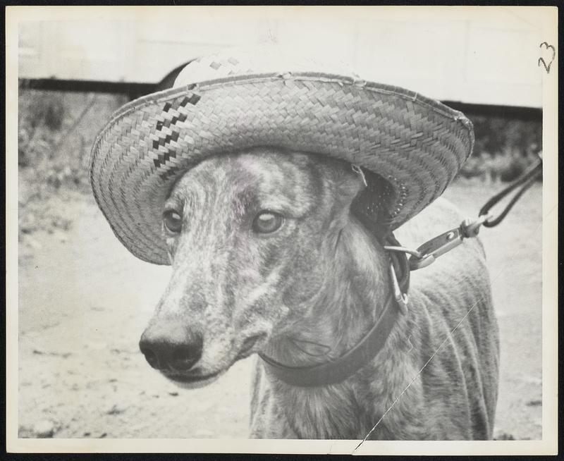 Dog Racing Teddy Meadows' Michigan Jack - Digital Commonwealth