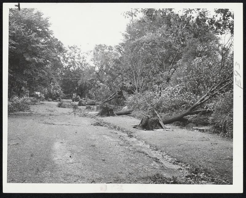 Windrows of Beautiful Trees lay along Meadowbrook road in the Oak Hill ...