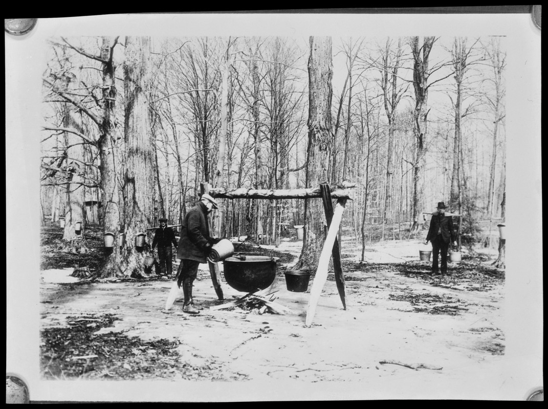 Rustic mapling - Digital Commonwealth